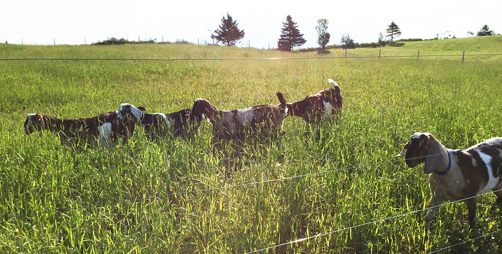 Chèvres - Les Biquettes de la Coulée